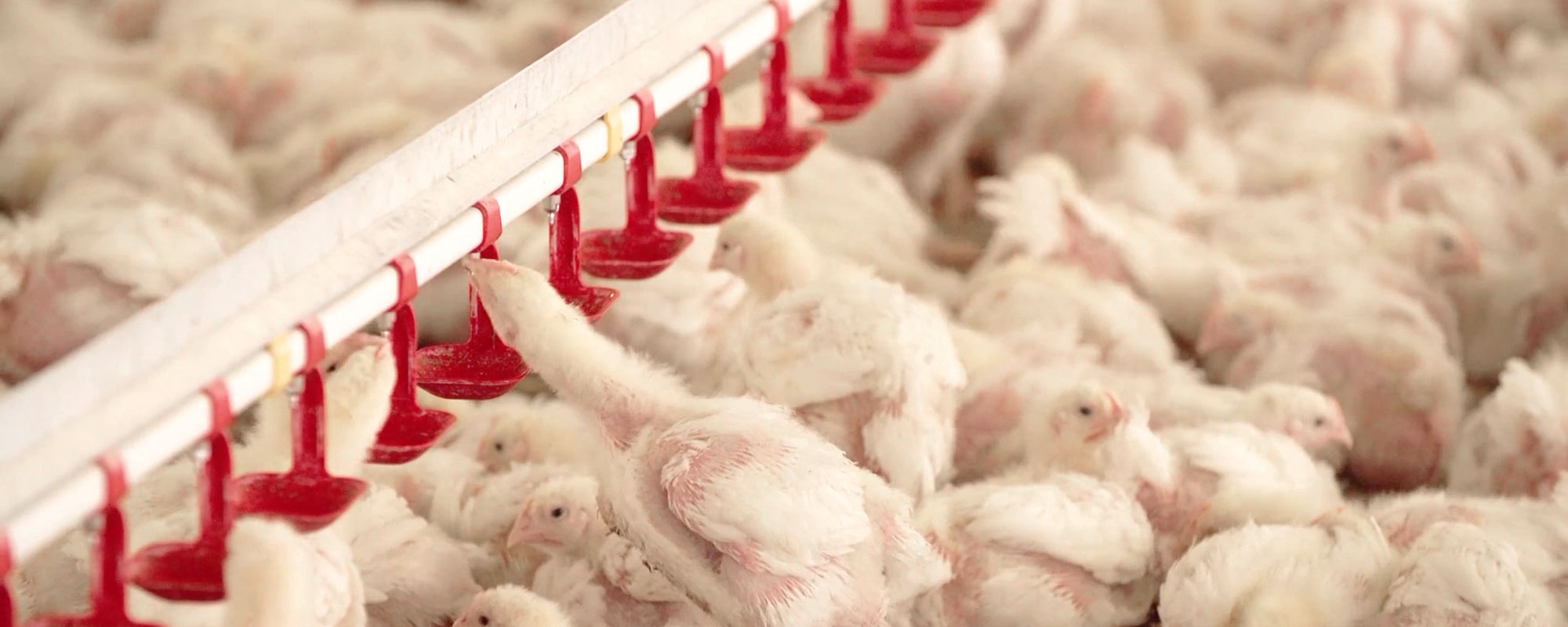 Top tips on understanding farm data - SenseHub™ Poultry