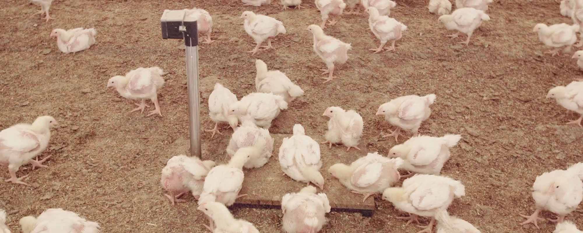 Sense Hub Monitoring Livestock Management Solutions